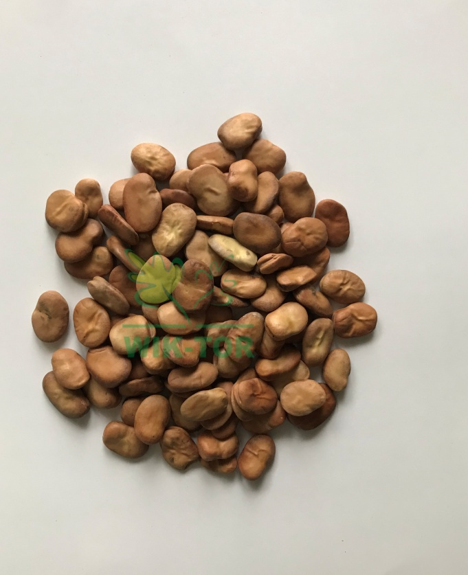 Bób Bachus 0,5kg- Ogrodniczy sklep internetowy WIK-TOR